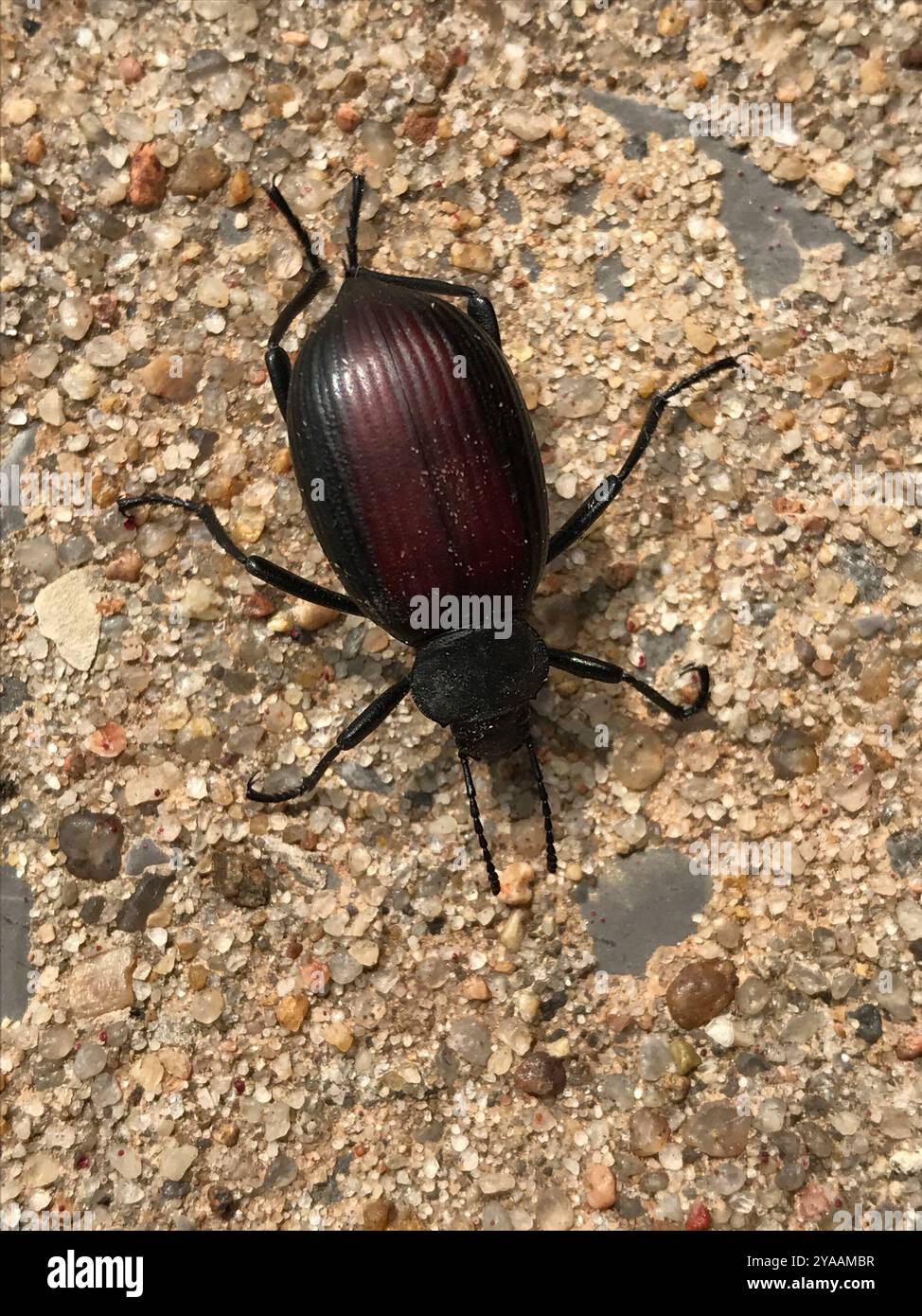 Rough-lipped Darkling Beetle (Eleodes hispilabris) Insecta Stock Photo ...