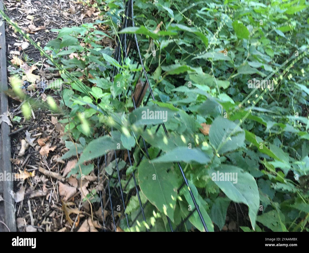 American jumpseed (Persicaria virginiana) Plantae Stock Photo - Alamy