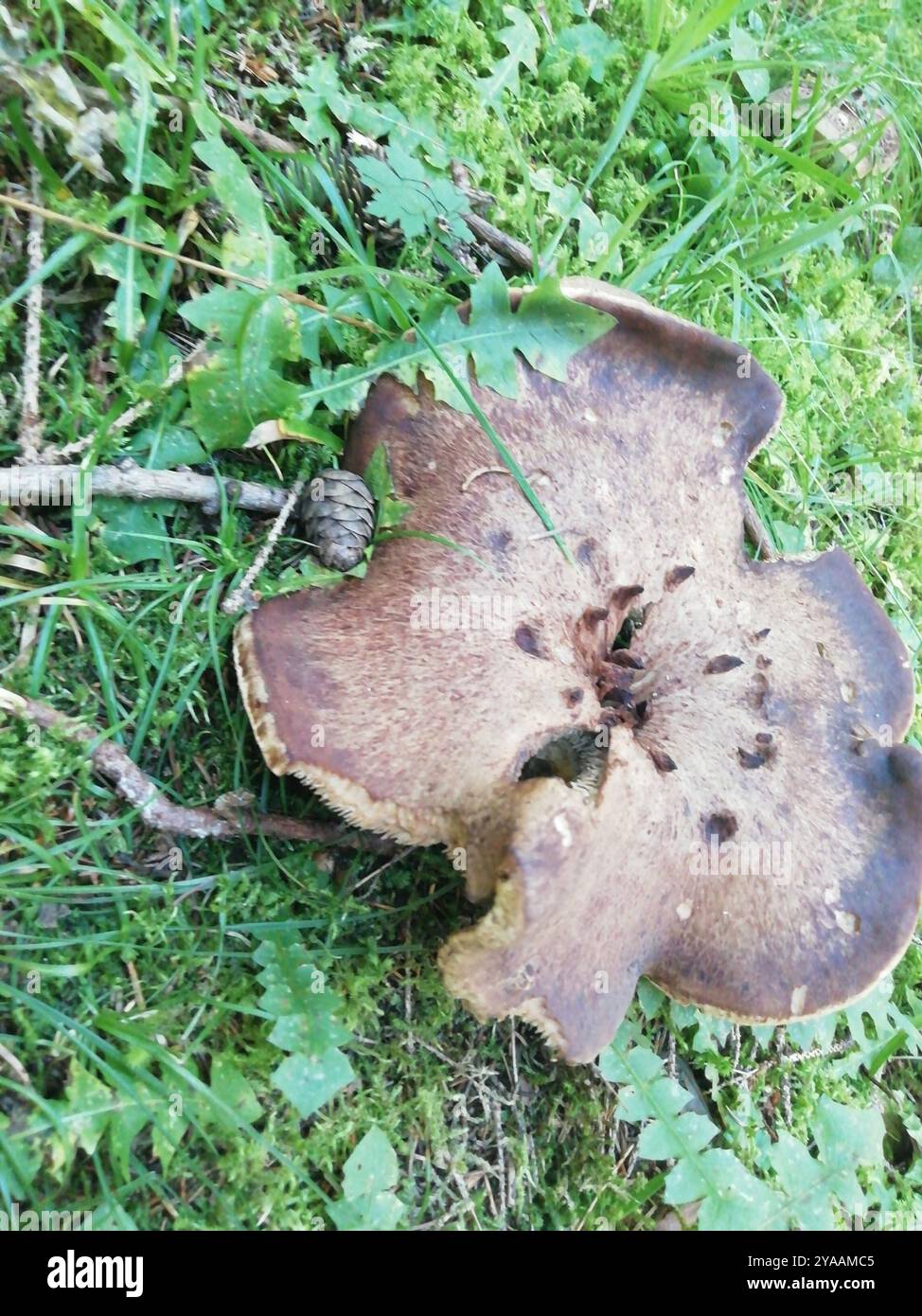 shingled hedgehog (Sarcodon imbricatus) Fungi Stock Photo - Alamy