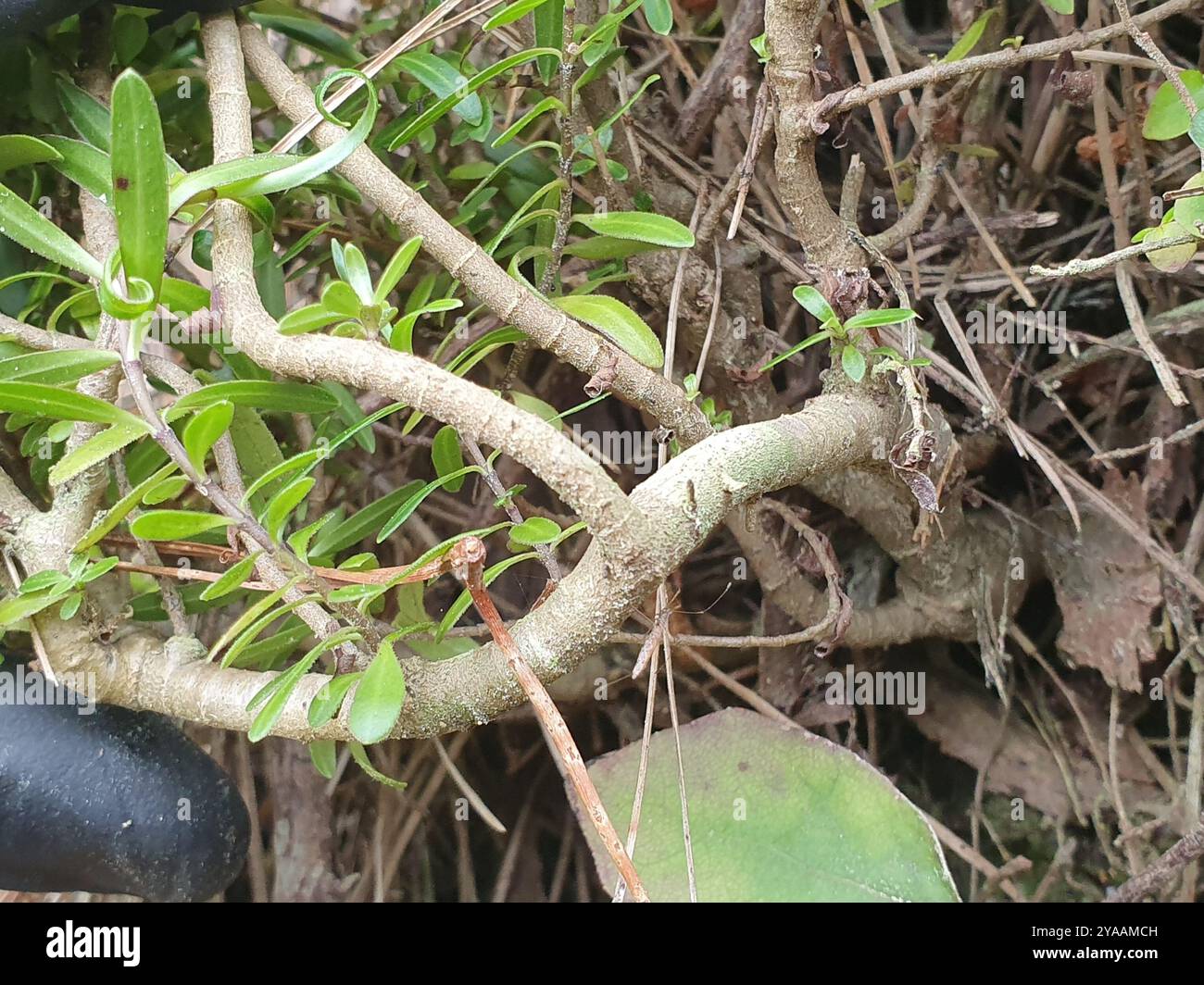 Tree Hebe (Veronica parviflora) Plantae Stock Photo - Alamy