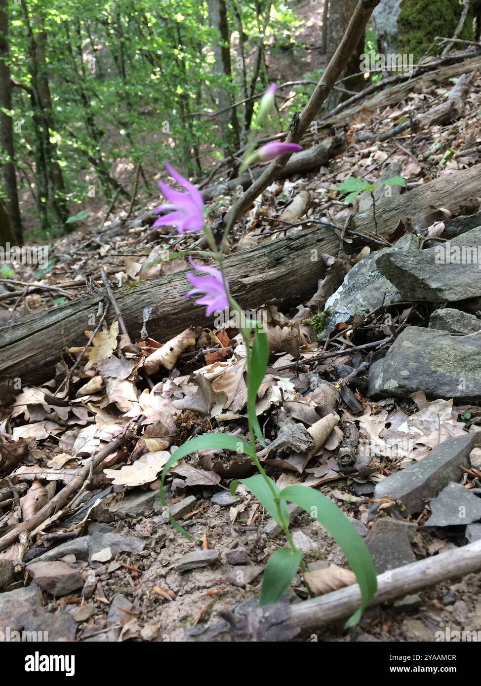 Red Helleborine (Cephalanthera rubra) Plantae Stock Photo - Alamy