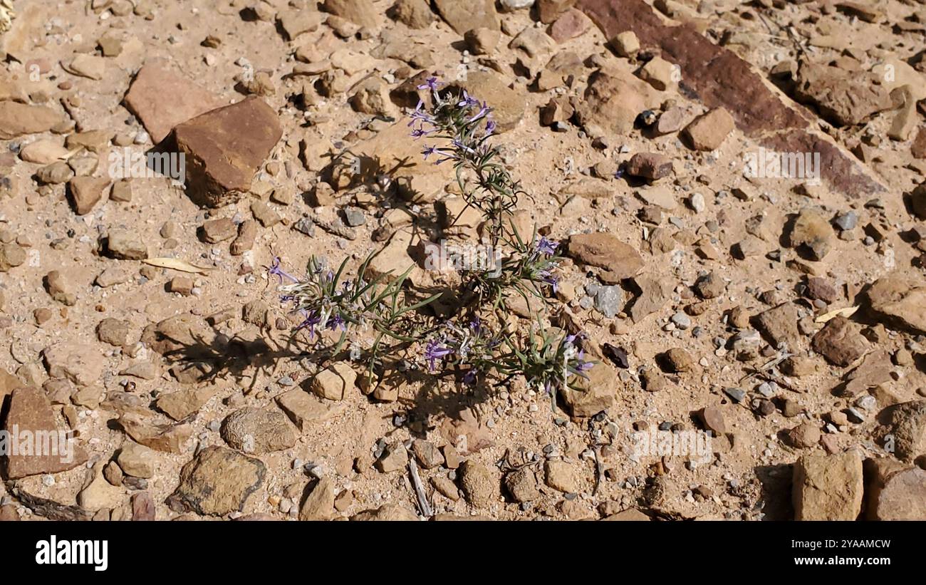 Manyflowered Ipomopsis (Ipomopsis multiflora) Plantae Stock Photo - Alamy