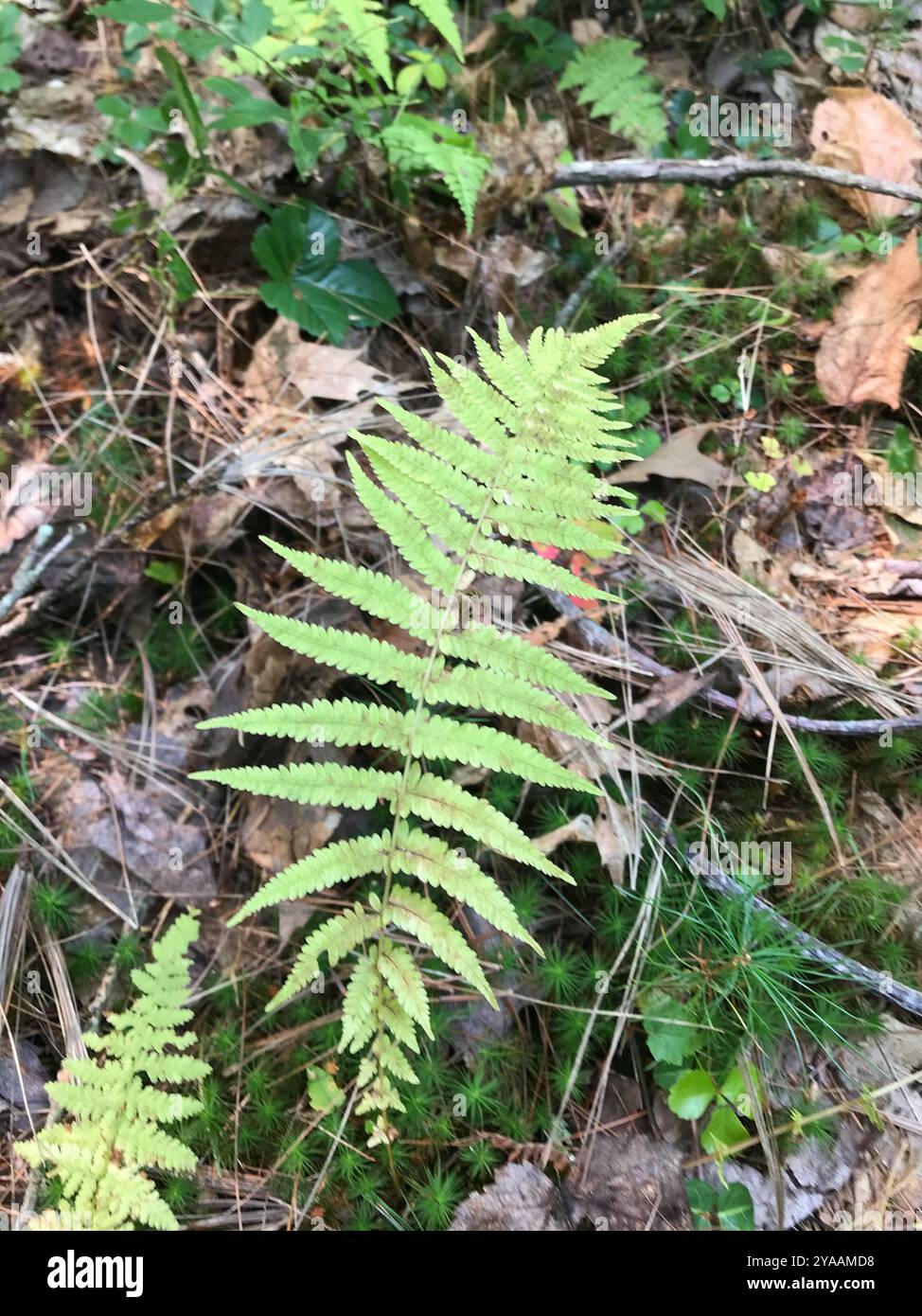 New York fern (Amauropelta noveboracensis) Plantae Stock Photo - Alamy