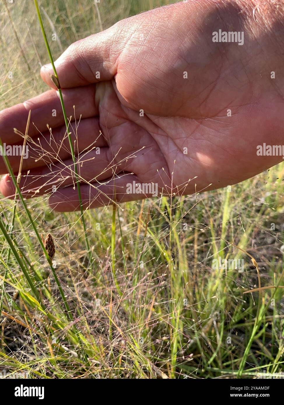 scratch grass (Muhlenbergia asperifolia) Plantae Stock Photo - Alamy
