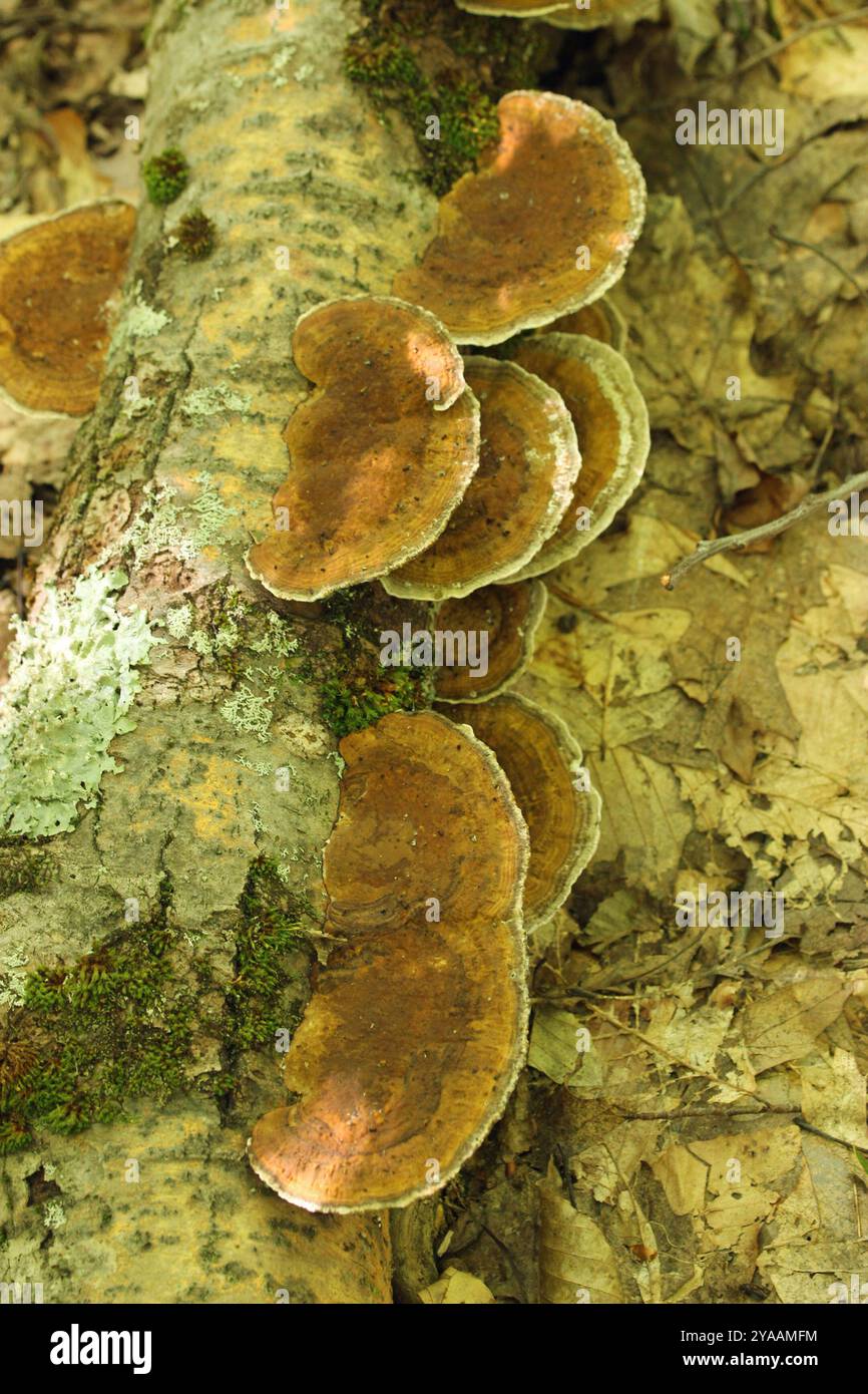 Thin-walled Maze Polypore (Daedaleopsis confragosa) Fungi Stock Photo ...