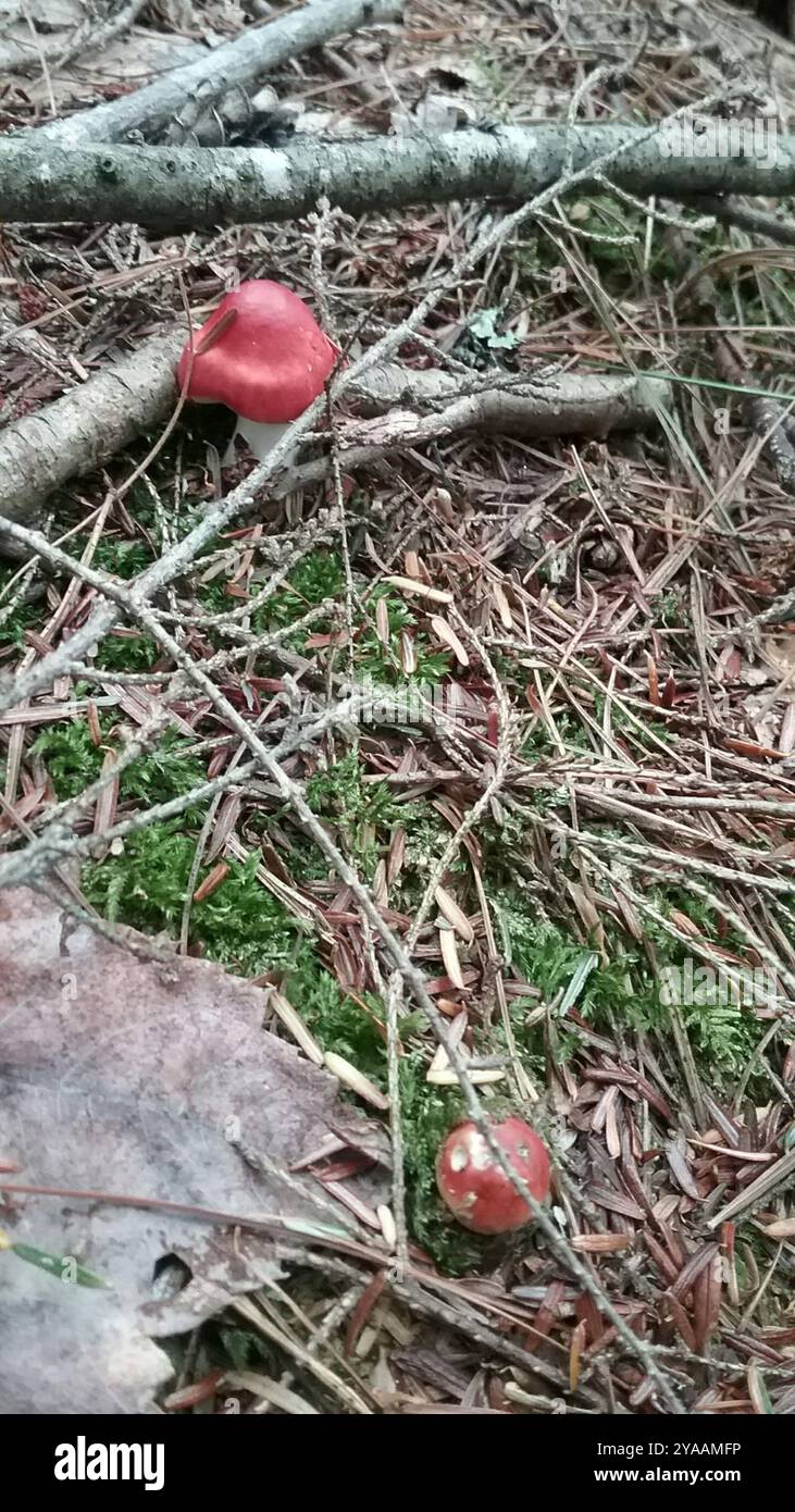 Scarlet Waxy Cap (Hygrocybe coccinea) Fungi Stock Photo - Alamy