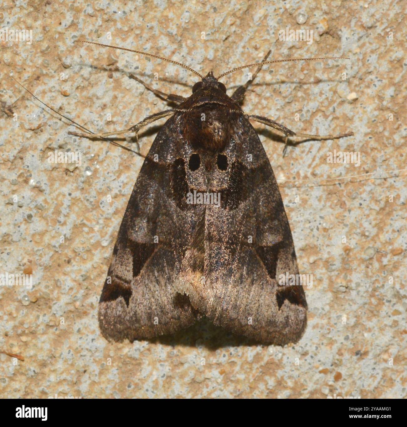 Toothed Somberwing (Euclidia cuspidea) Insecta Stock Photo - Alamy