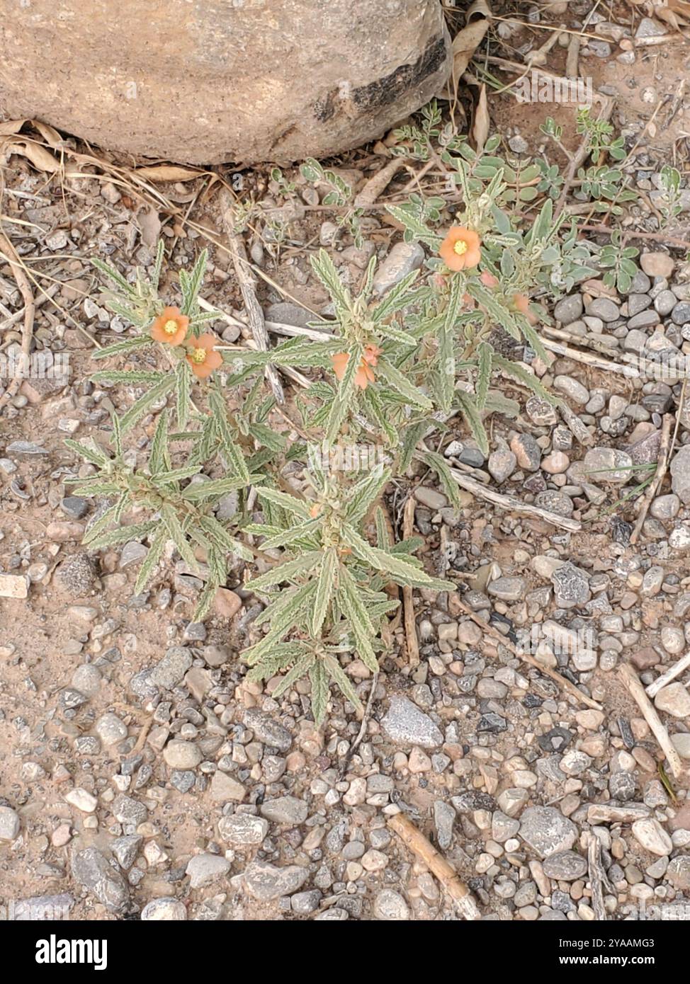 narrowleaf globemallow (Sphaeralcea angustifolia) Plantae Stock Photo ...