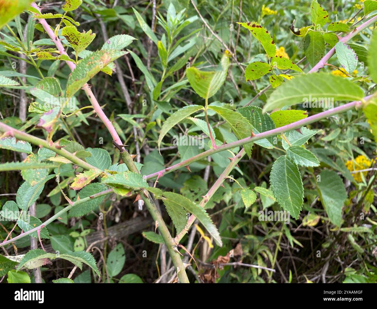 climbing prairie rose (Rosa setigera) Plantae Stock Photo - Alamy