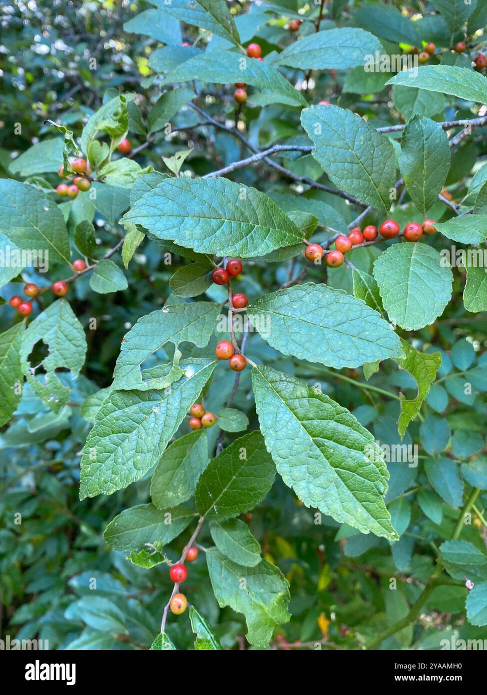 winterberry holly (Ilex verticillata) Plantae Stock Photo - Alamy