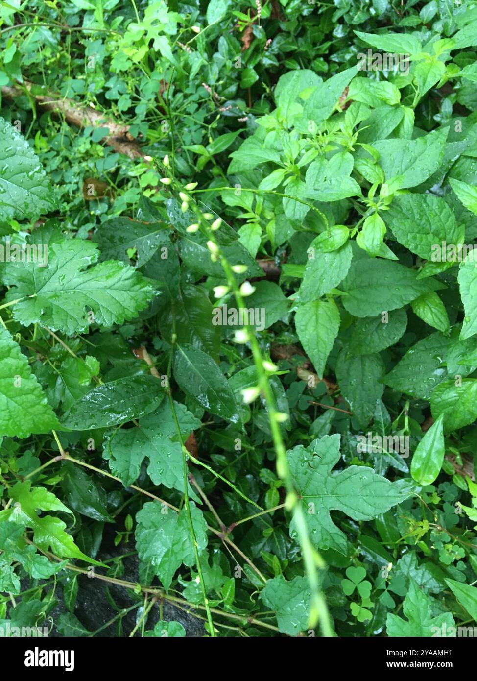 American jumpseed (Persicaria virginiana) Plantae Stock Photo - Alamy