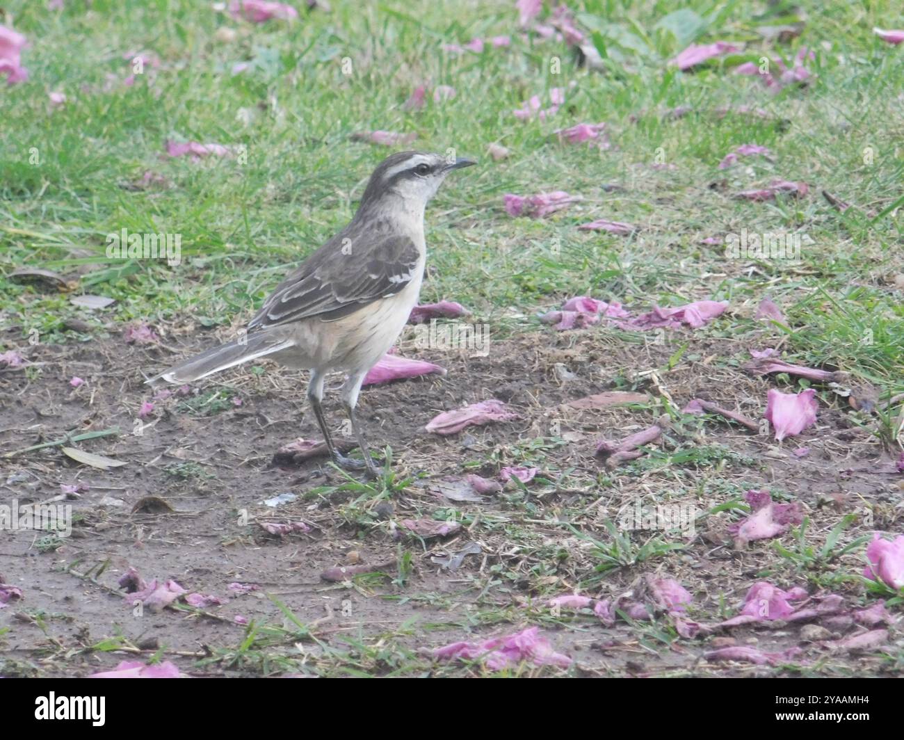 Chalk-browed Mockingbird (Mimus saturninus) Aves Stock Photo - Alamy