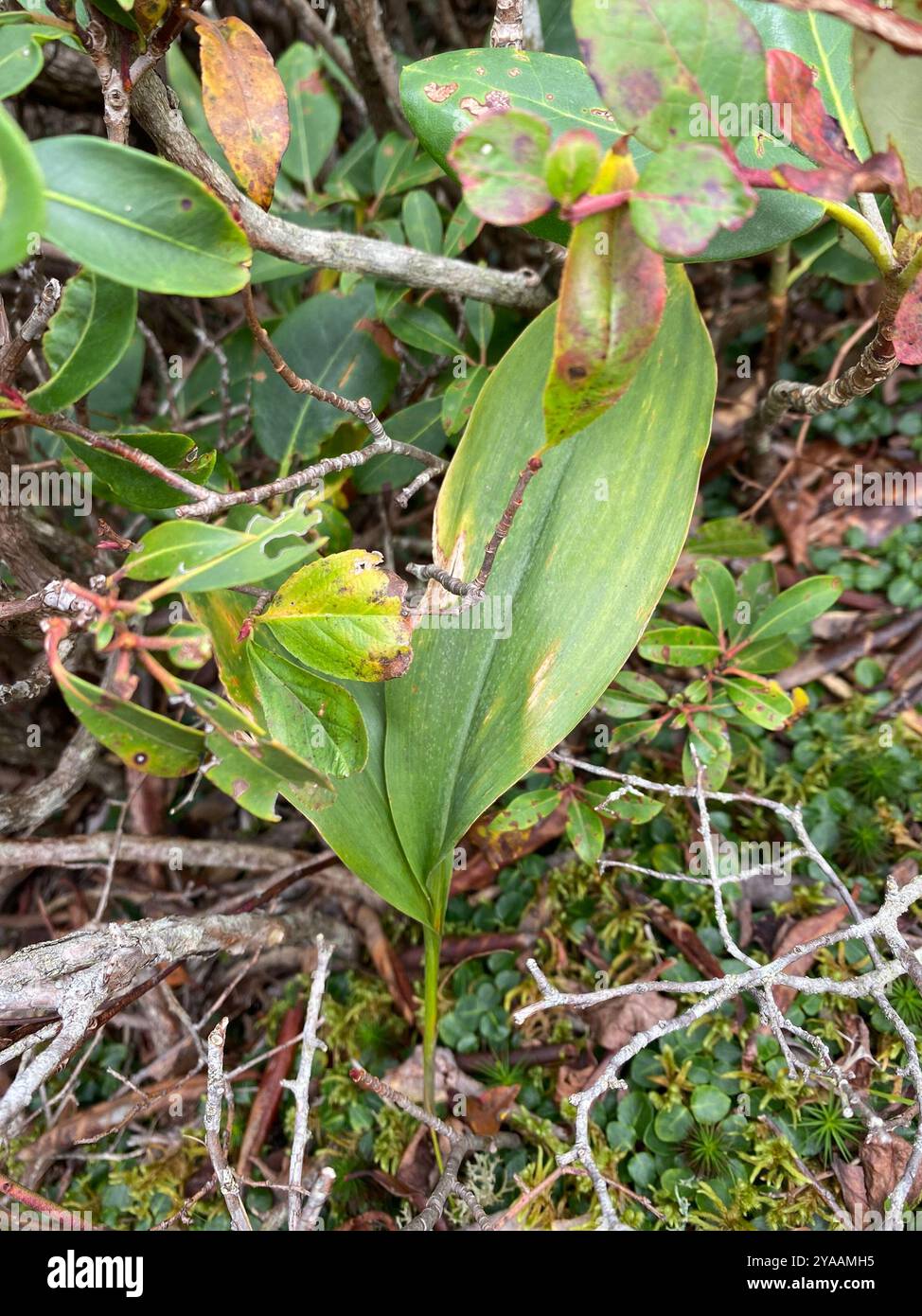 American lily-of-the-valley (Convallaria pseudomajalis) Plantae Stock ...
