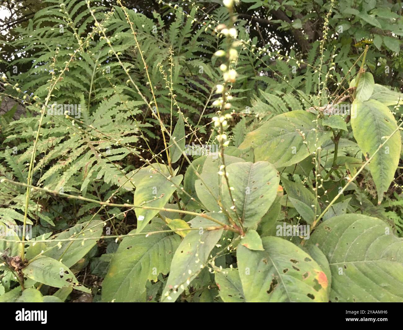 American jumpseed (Persicaria virginiana) Plantae Stock Photo - Alamy