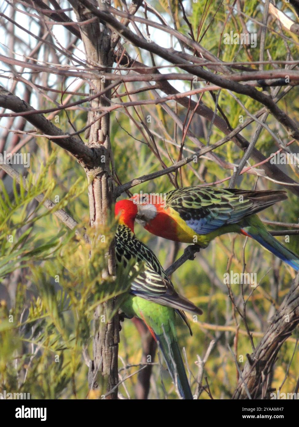 Eastern Rosella (Platycercus eximius) Aves Stock Photo - Alamy