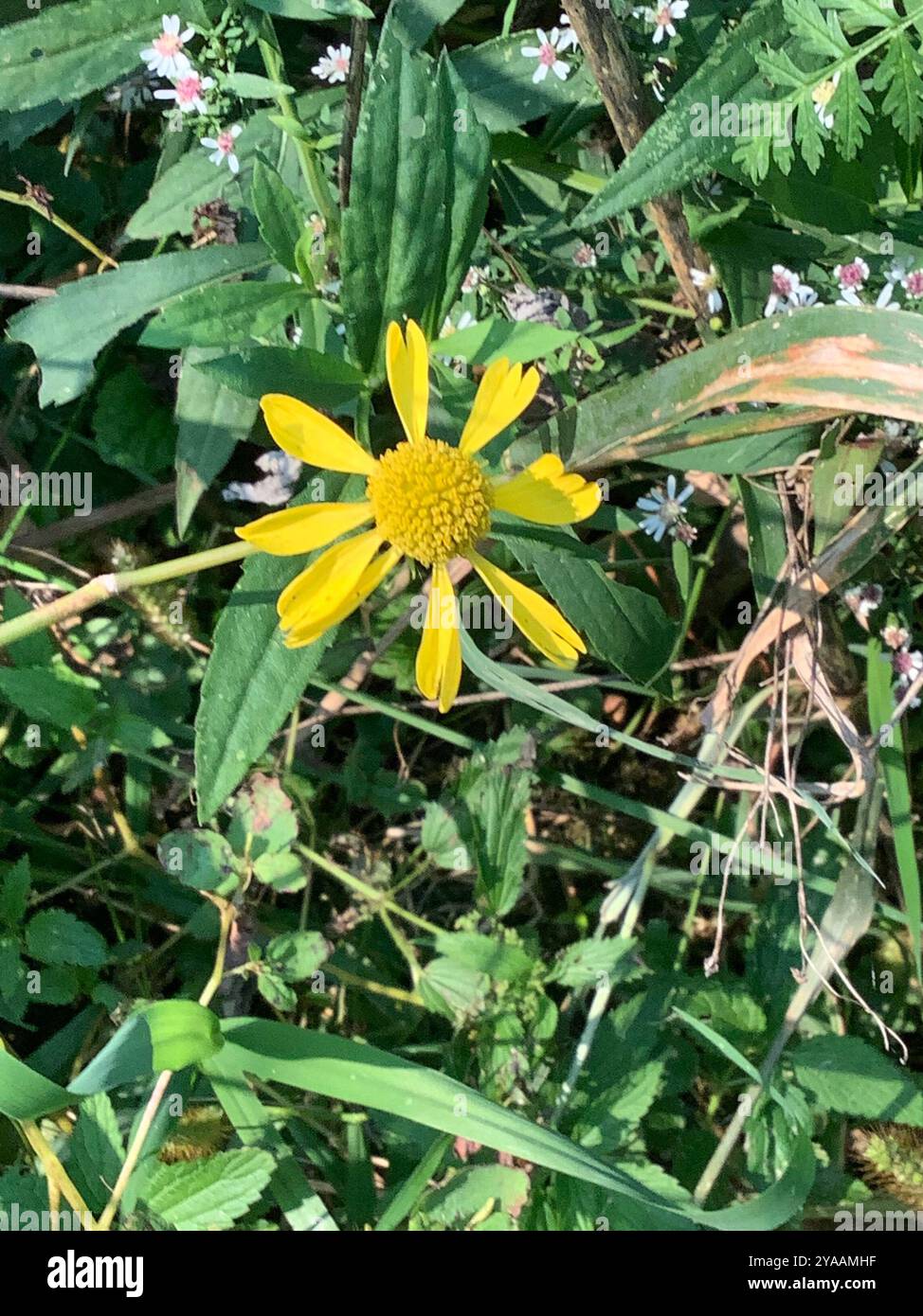 common sneezeweed (Helenium autumnale) Plantae Stock Photo - Alamy