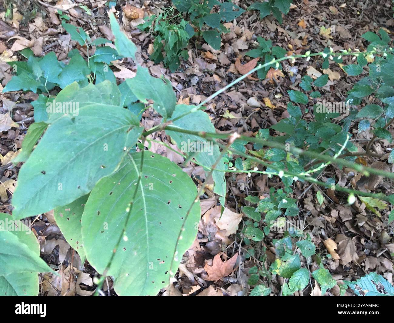 American jumpseed (Persicaria virginiana) Plantae Stock Photo - Alamy