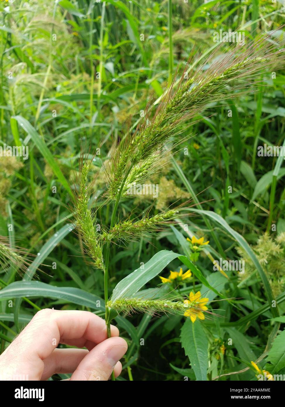 bristlegrasses, rosette grasses, barnyard grasses, and allies (Paniceae ...
