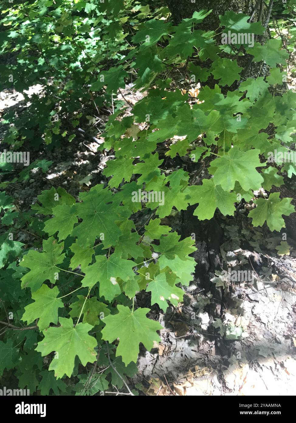 bigtooth maple (Acer grandidentatum) Plantae Stock Photo - Alamy