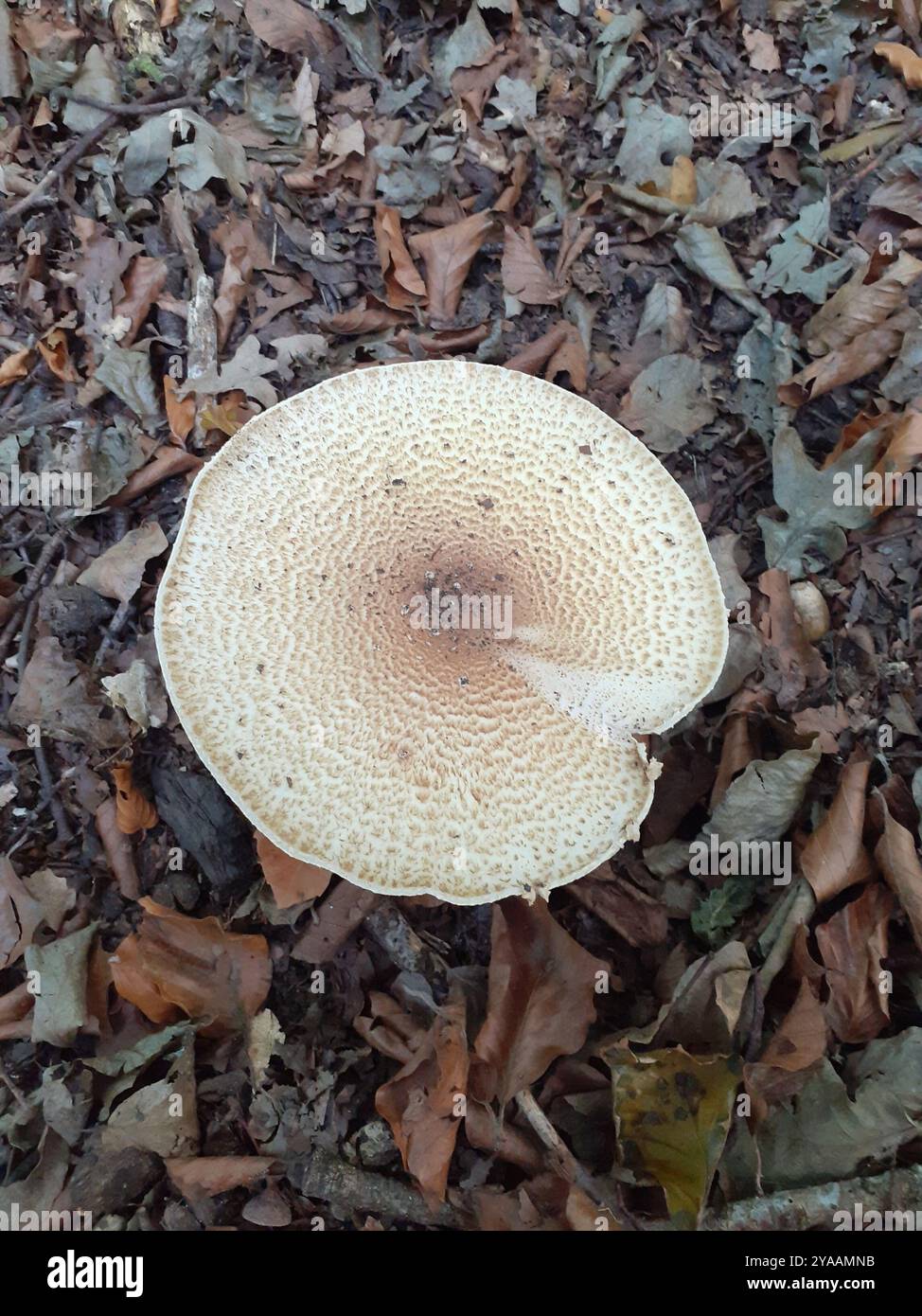 The Prince (Agaricus augustus) Fungi Stock Photo - Alamy