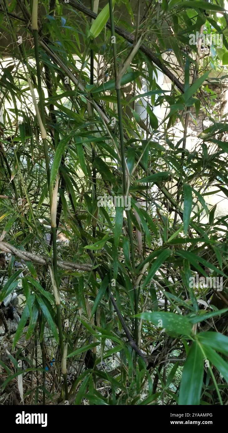river cane (Arundinaria gigantea) Plantae Stock Photo - Alamy