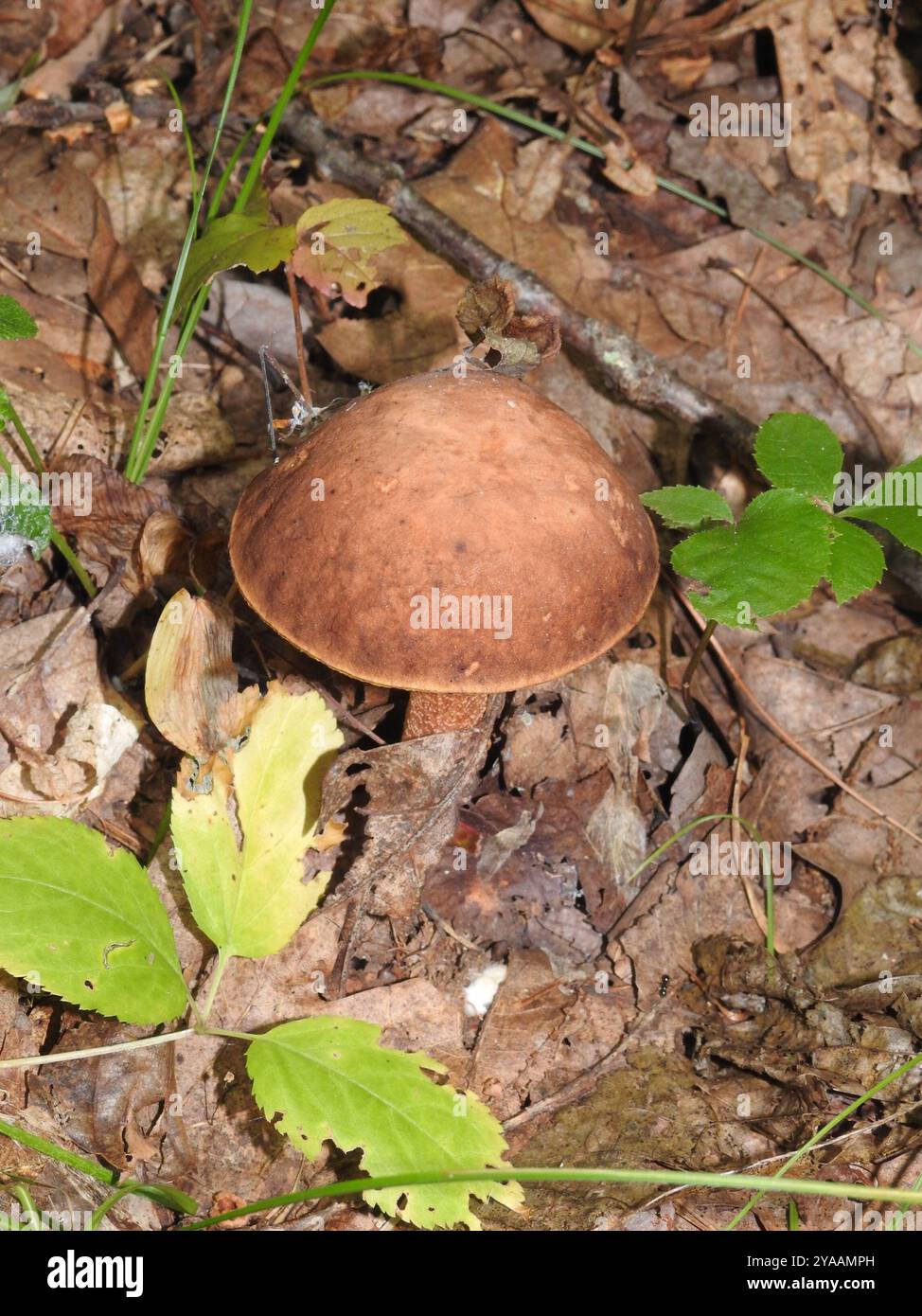 Red-capped Scaber Stalk (Leccinum aurantiacum) Fungi Stock Photo - Alamy