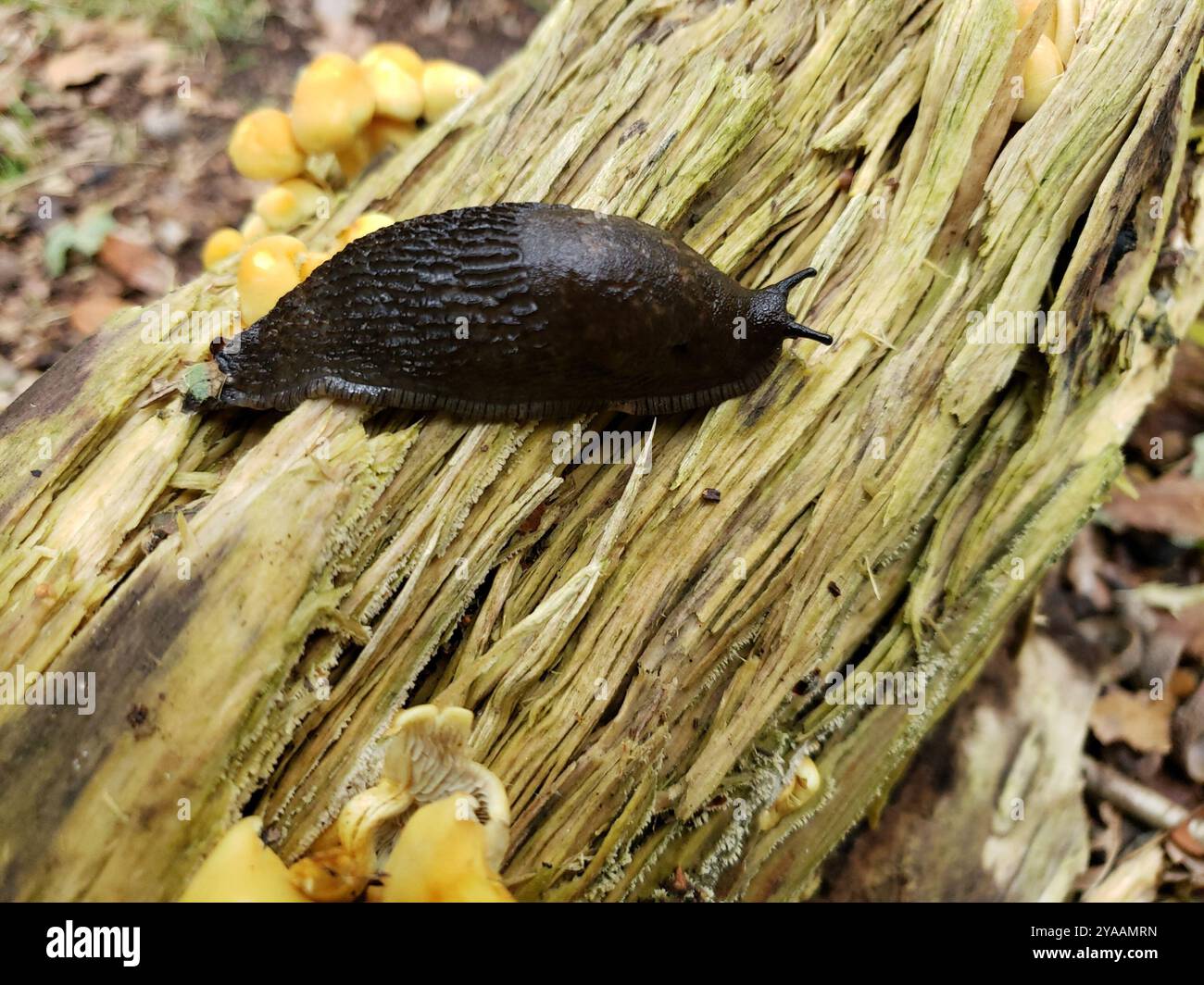 Black Slug (Arion ater) Mollusca Stock Photo - Alamy