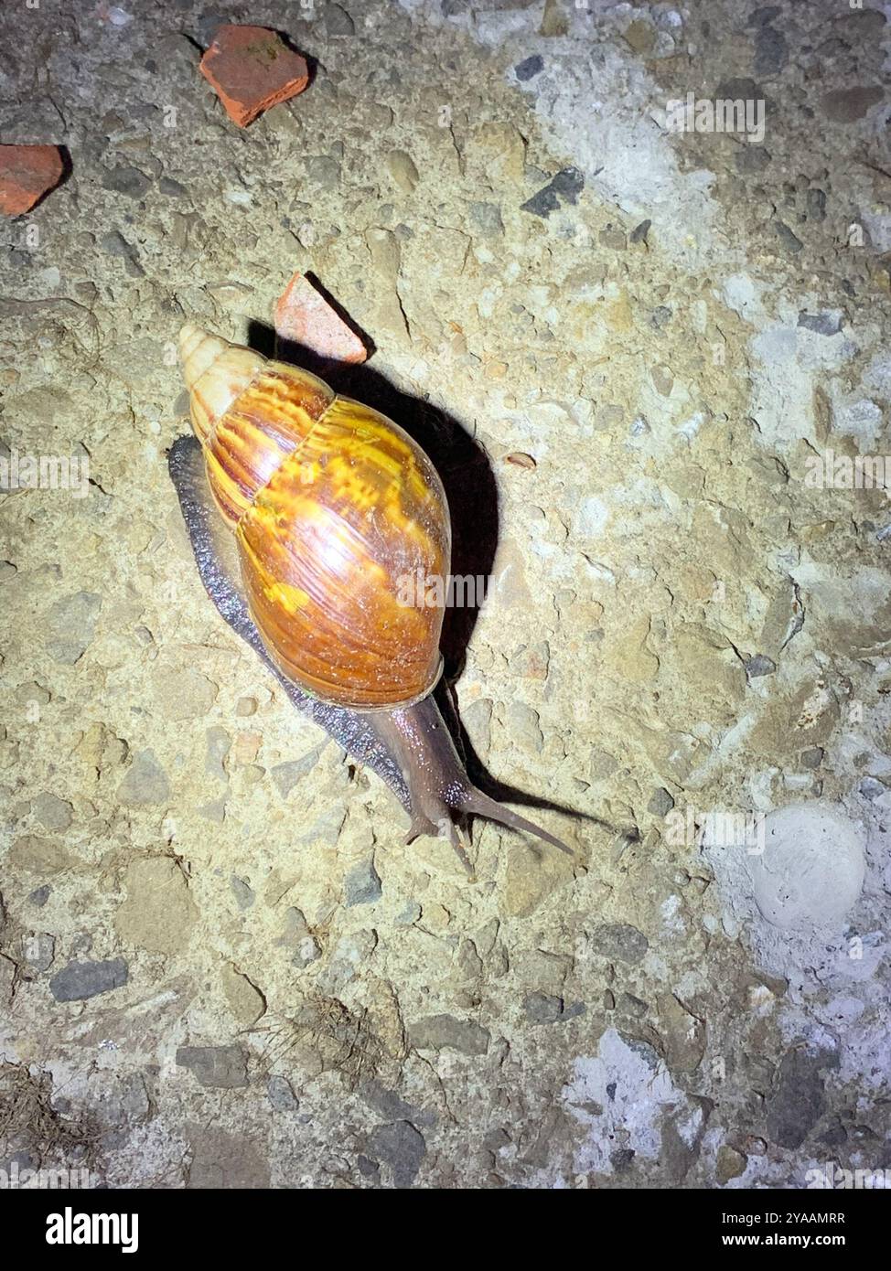 African Giant Snail (Lissachatina fulica) Mollusca Stock Photo - Alamy