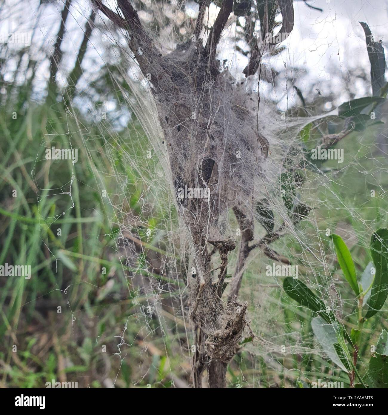 House Spiders (Badumna) Arachnida Stock Photo - Alamy
