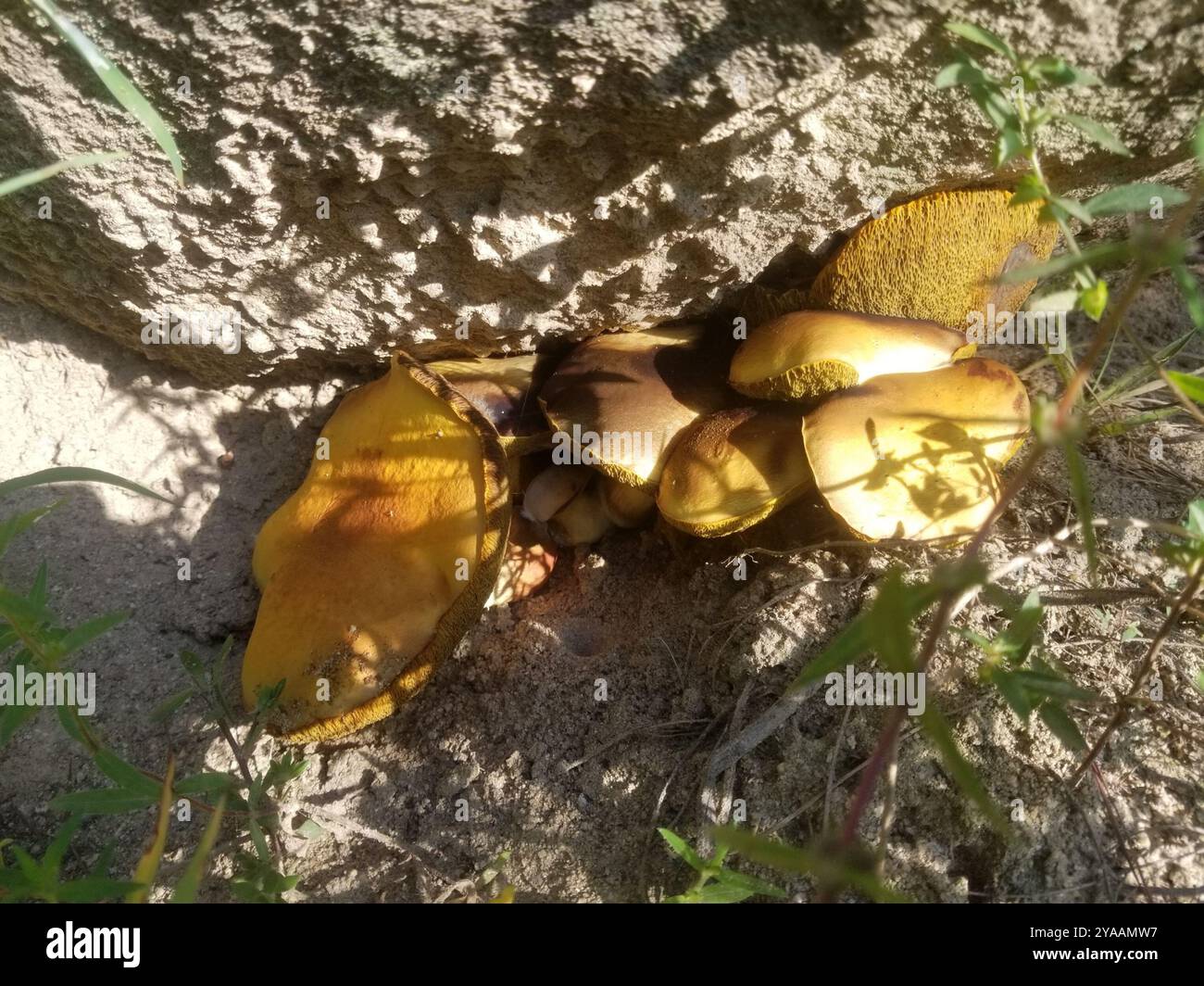 ash-tree bolete (Boletinellus merulioides) Fungi Stock Photo - Alamy