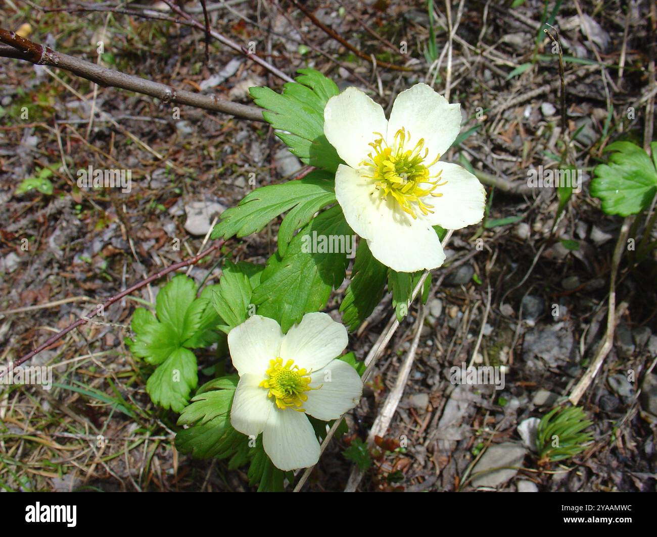 White Globeflower (Trollius albiflorus) Plantae Stock Photo - Alamy