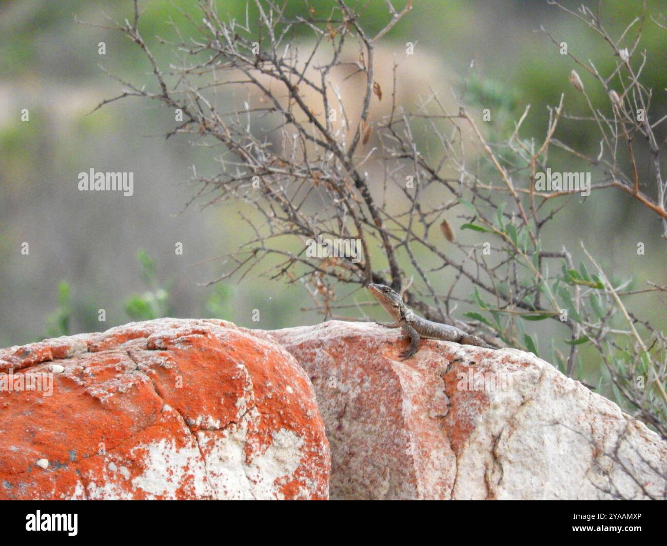 Karoo Girdled Lizard (Karusasaurus polyzonus) Reptilia Stock Photo - Alamy
