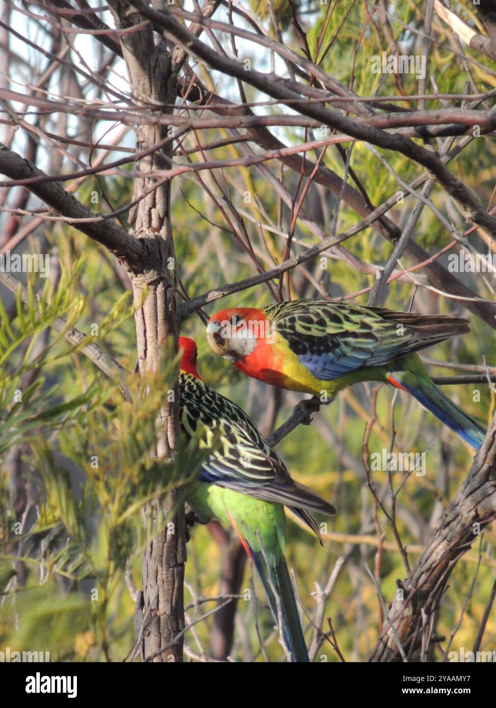 Eastern Rosella (Platycercus eximius) Aves Stock Photo - Alamy