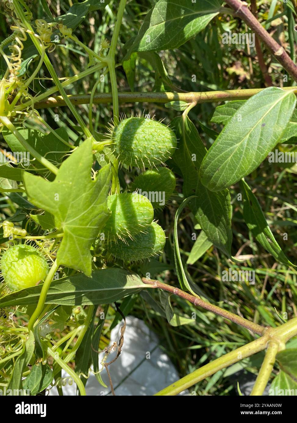 wild cucumber (Echinocystis lobata) Plantae Stock Photo - Alamy