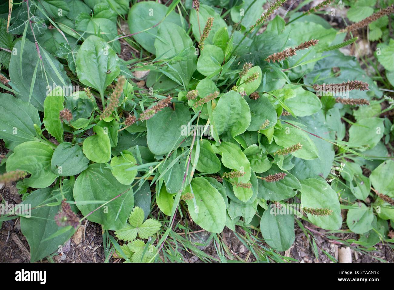 greater plantain (Plantago major) Plantae Stock Photo - Alamy