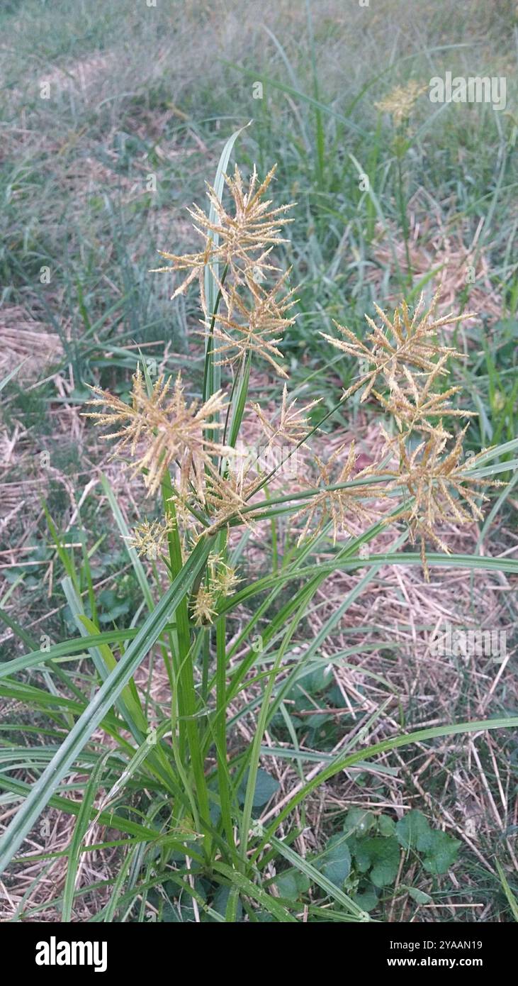 yellow nutsedge (Cyperus esculentus) Plantae Stock Photo - Alamy