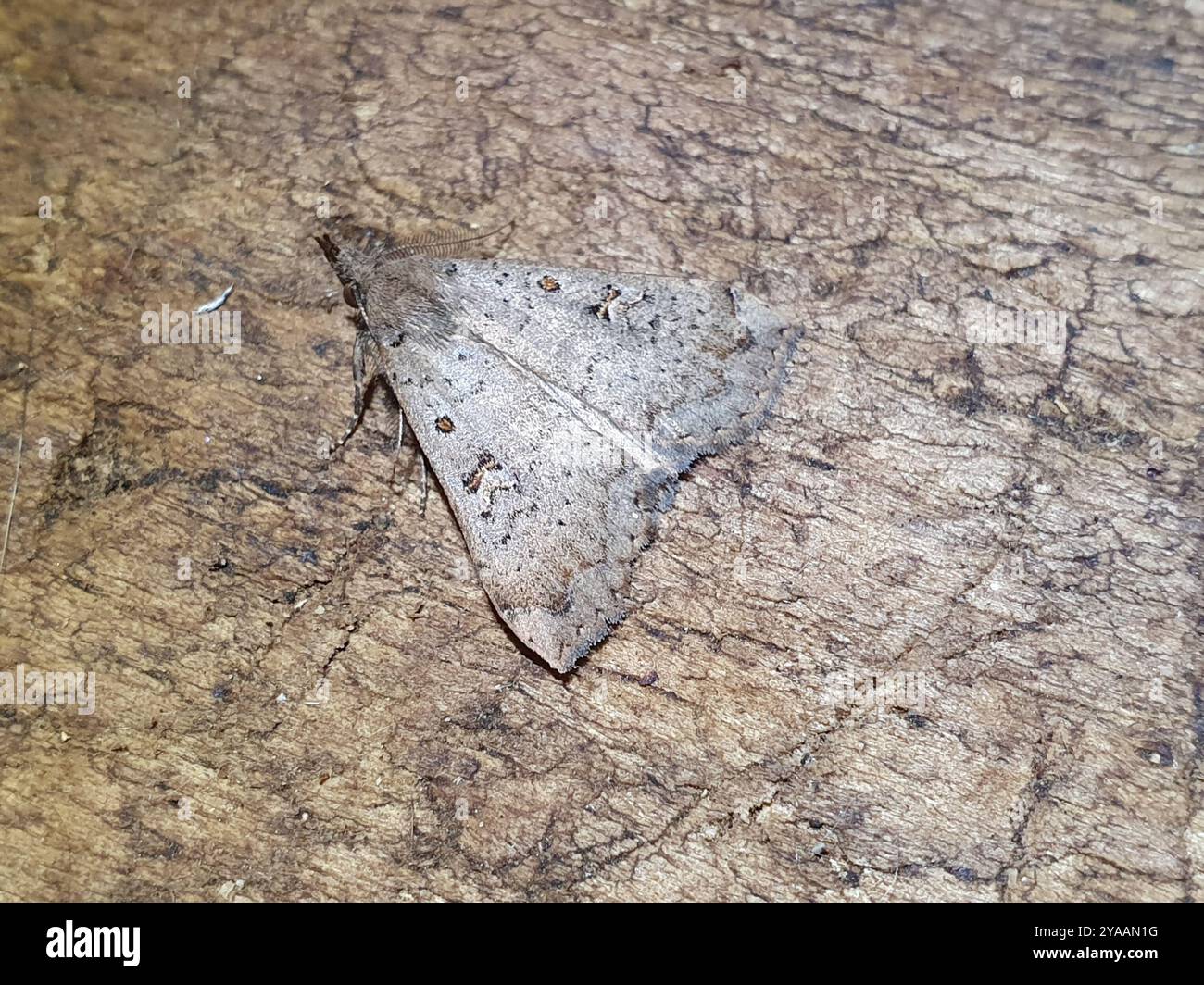 Slender owlet moth (Rhapsa scotosialis) Insecta Stock Photo - Alamy