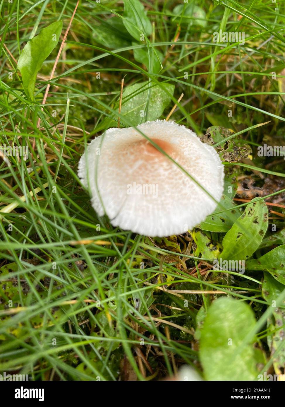 Stinking Dapperling (Lepiota cristata) Fungi Stock Photo - Alamy