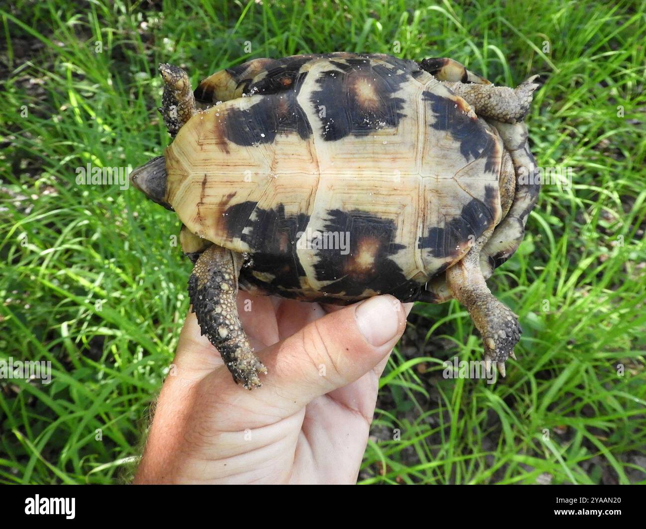Eastern Hinge Tortoise (Kinixys zombensis zombensis) Reptilia Stock ...