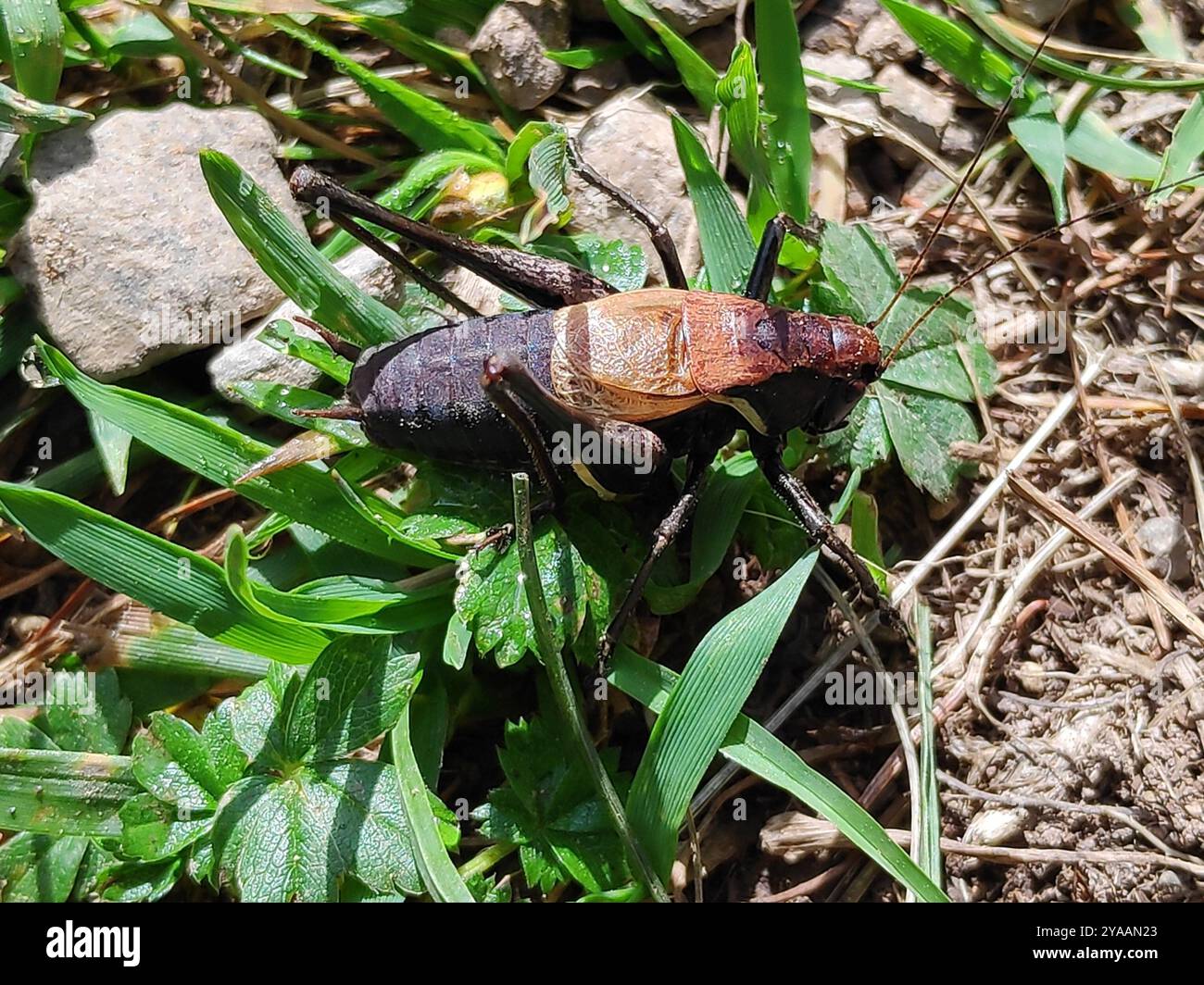 Alpine Dark Bush-cricket (Pholidoptera aptera) Insecta Stock Photo - Alamy