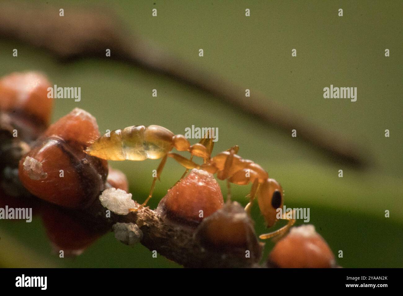 Twig Ants (Pseudomyrmex) Insecta Stock Photo - Alamy