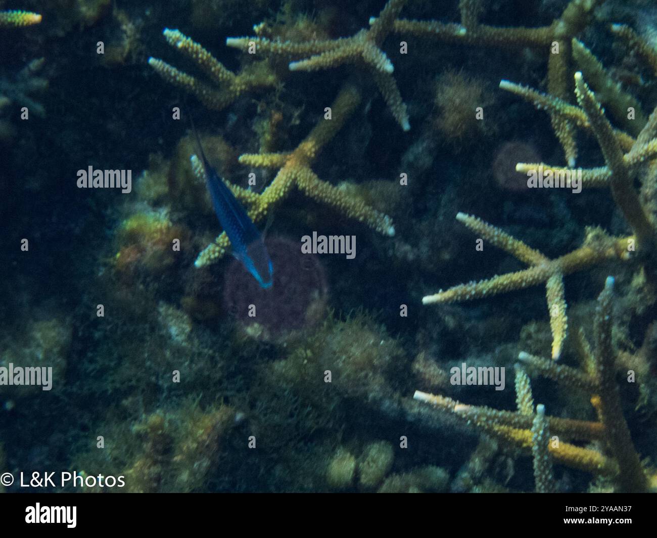 Blue Chromis (Azurina cyanea) Actinopterygii Stock Photo - Alamy