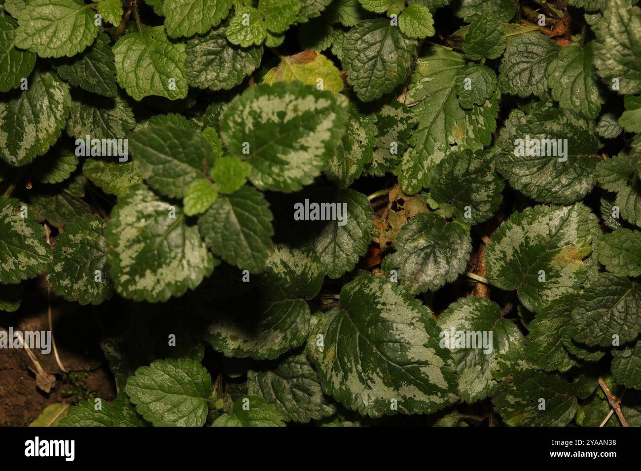 Variegated Yellow Archangel (Lamium galeobdolon argentatum) Plantae ...