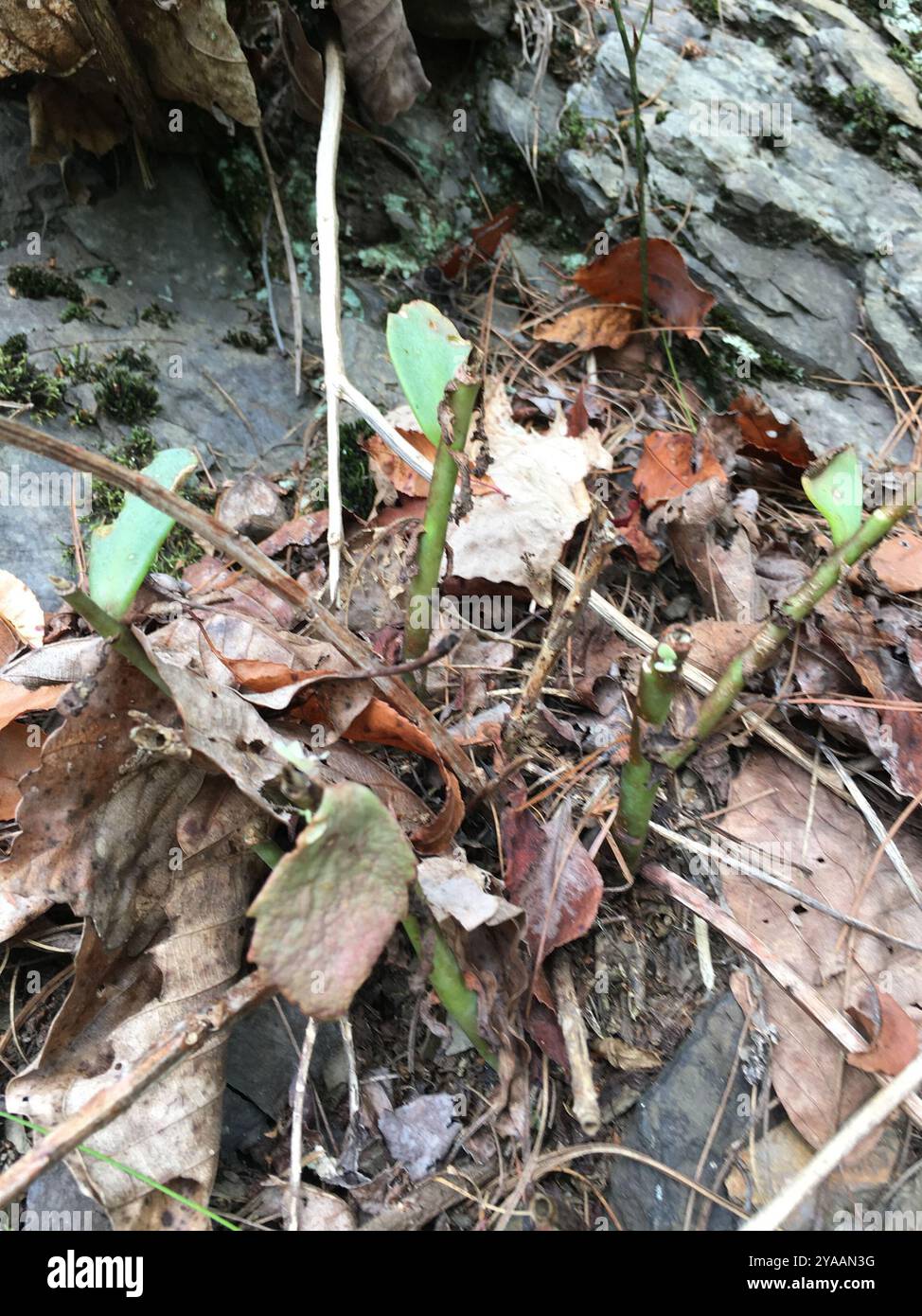 Allegheny stonecrop (Hylotelephium telephioides) Plantae Stock Photo ...