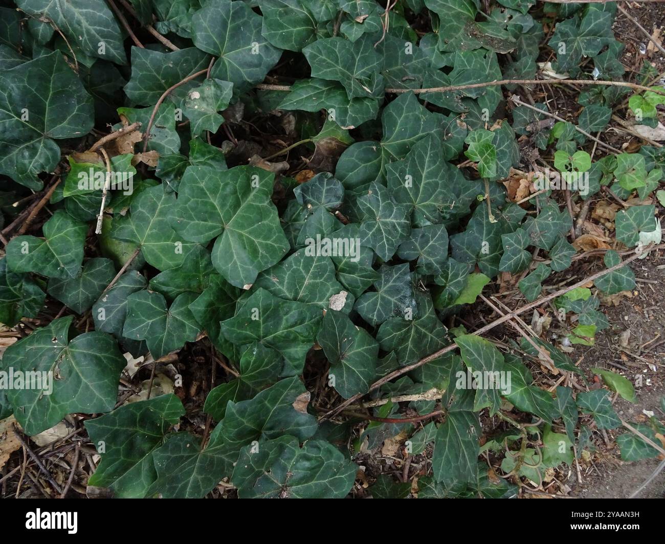 common ivy (Hedera helix) Plantae Stock Photo - Alamy