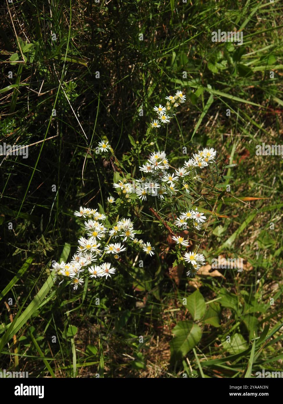 white heath aster (Symphyotrichum ericoides) Plantae Stock Photo - Alamy