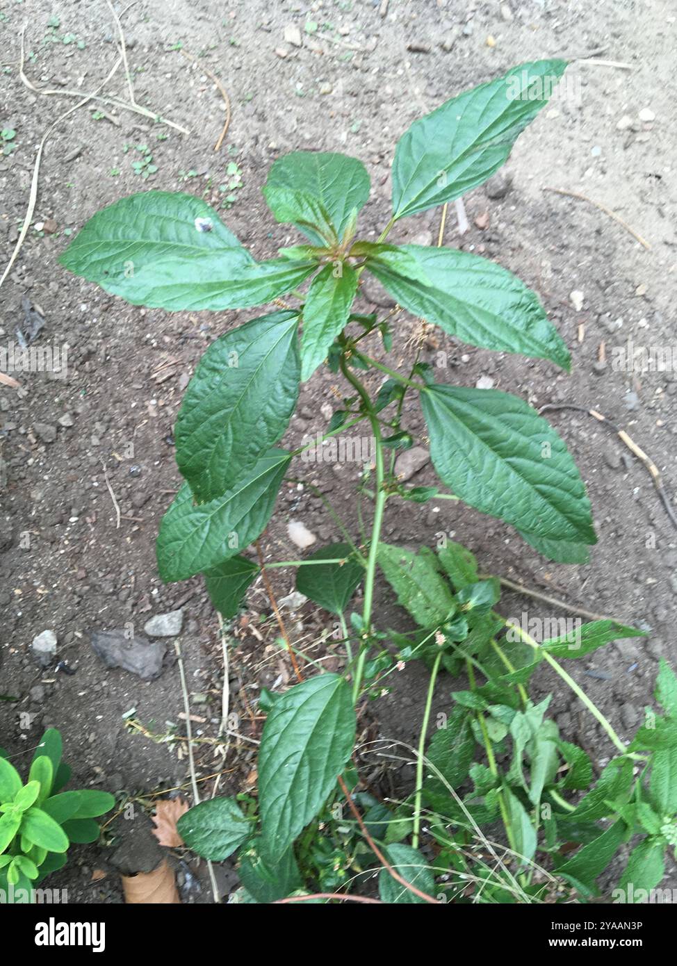 Asian Copperleaf (Acalypha australis) Plantae Stock Photo - Alamy