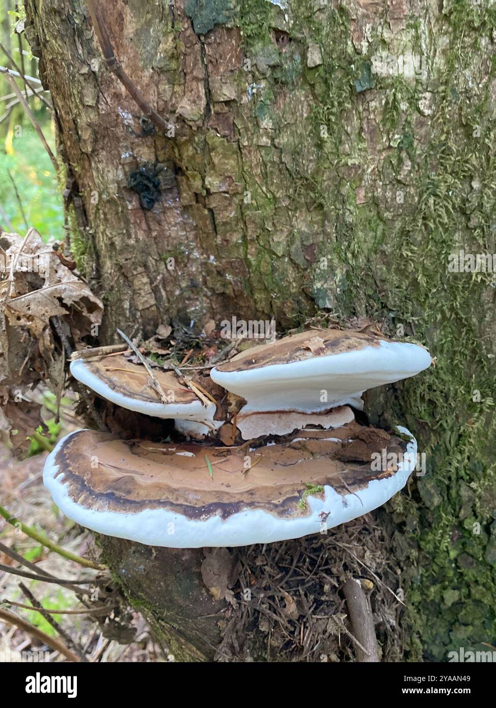artist's bracket (Ganoderma applanatum) Fungi Stock Photo - Alamy