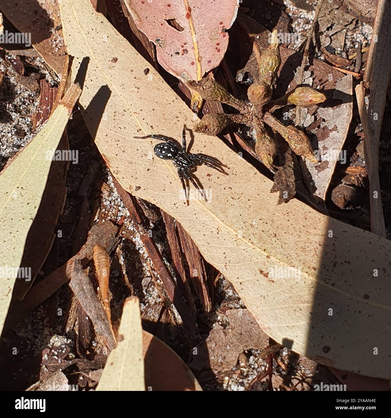 White-spotted Swift Spider (Nyssus albopunctatus) Arachnida Stock Photo ...