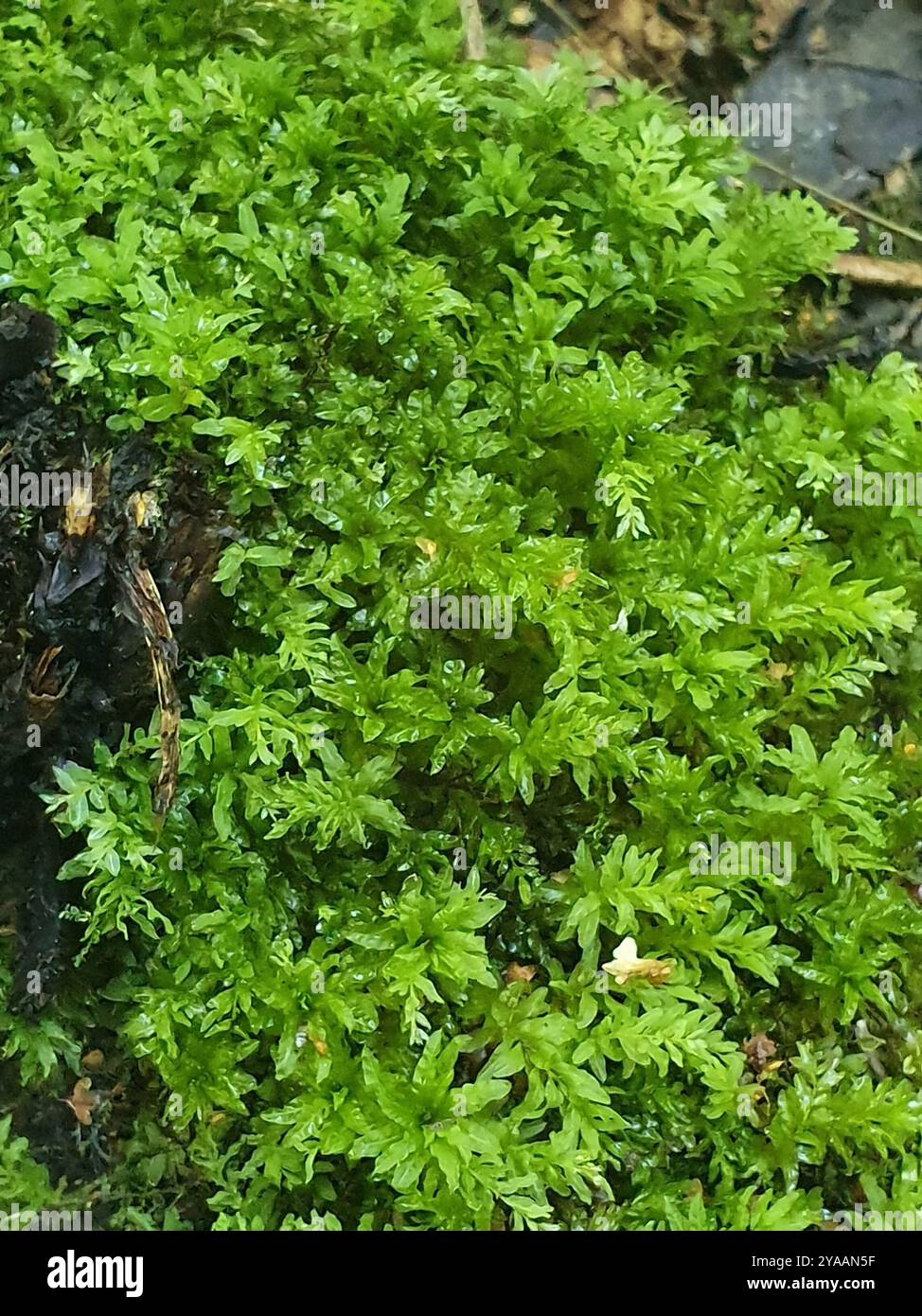 Palm-tree Moss (Plagiomnium undulatum) Plantae Stock Photo - Alamy